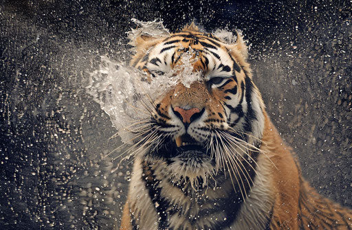 Tiger shaking water off its fur, y2k aesthetic – IMAGELLA