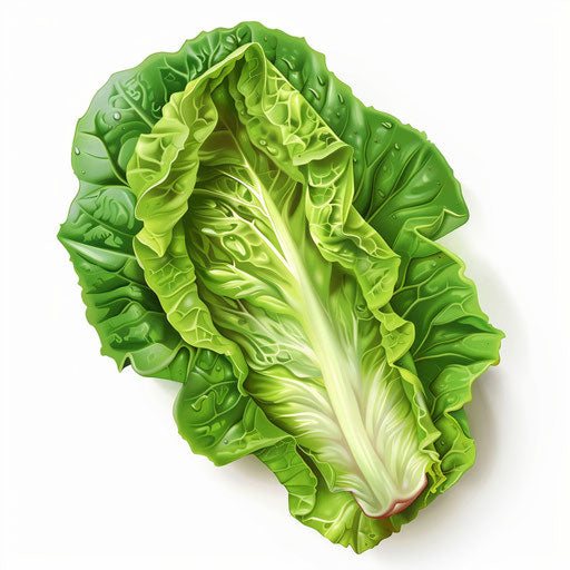 Realistic lettuce illustration on white background, vibrant colors ...