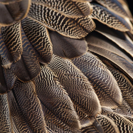 Intricate patterns of a sage grouse's feathers – IMAGELLA