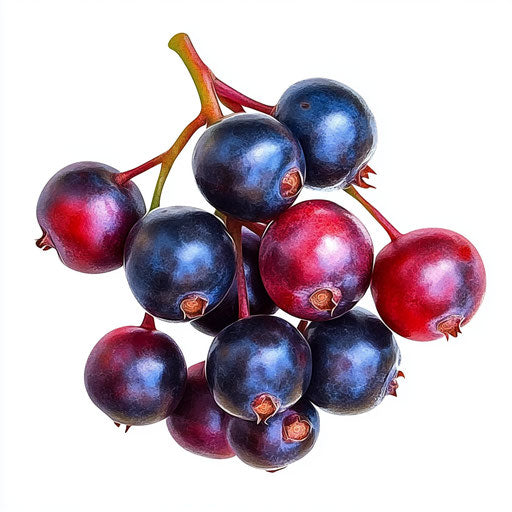 Photo-realistic clipart of Berries, high resolution, isolated – IMAGELLA