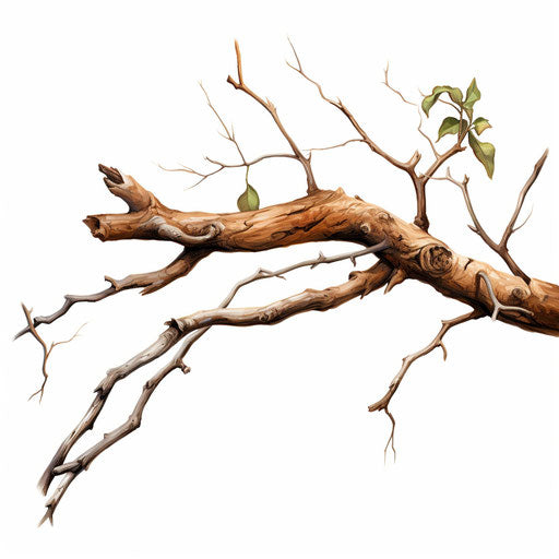 Tree branch art in the style of oil painting on white background – IMAGELLA