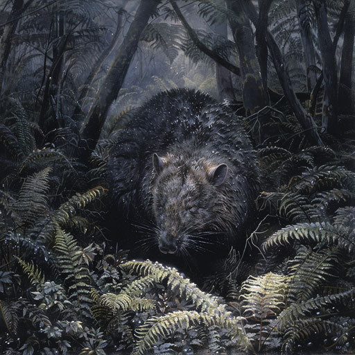 Wombat moving through dewy ferns at dawn – IMAGELLA