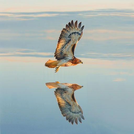 Swainson's hawk flying low over a serene lake at dusk – IMAGELLA