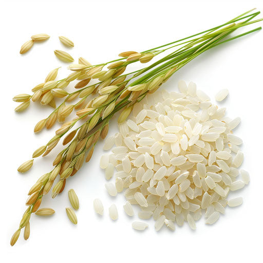 Realistic rice clipart on flat white background – IMAGELLA