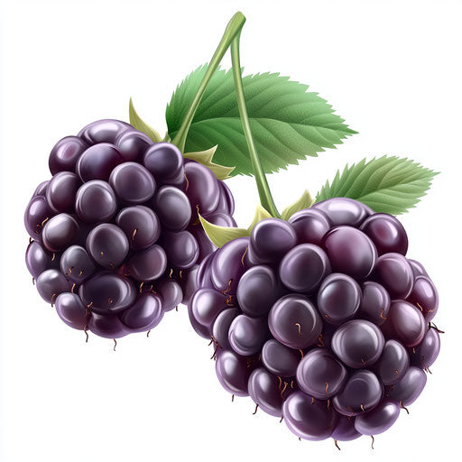 Realistic illustration of berries, high resolution, isolated – IMAGELLA