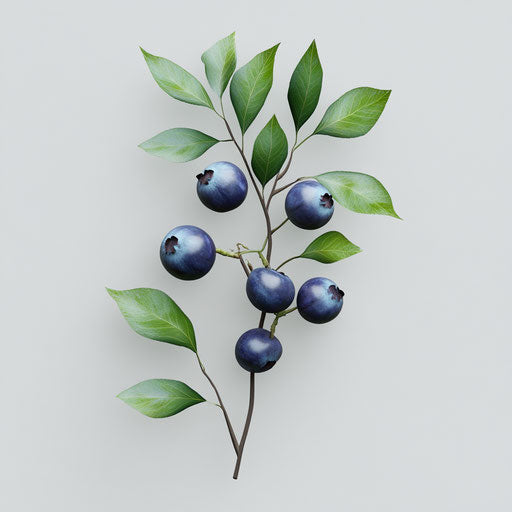 Realistic depiction of blueberries, high-res, isolated – IMAGELLA