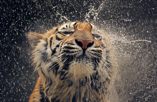 Tiger shaking water off fur - Y2K aesthetic – IMAGELLA