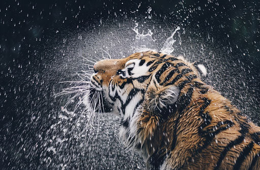 Tiger shaking water off fur, National Geographic style, y2k – IMAGELLA